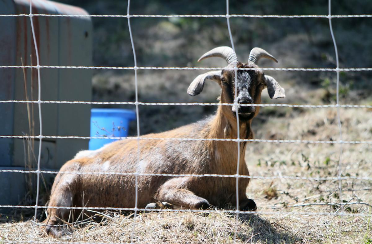 Calling all goats: Grazing animals offer wildfire protection | Members ...