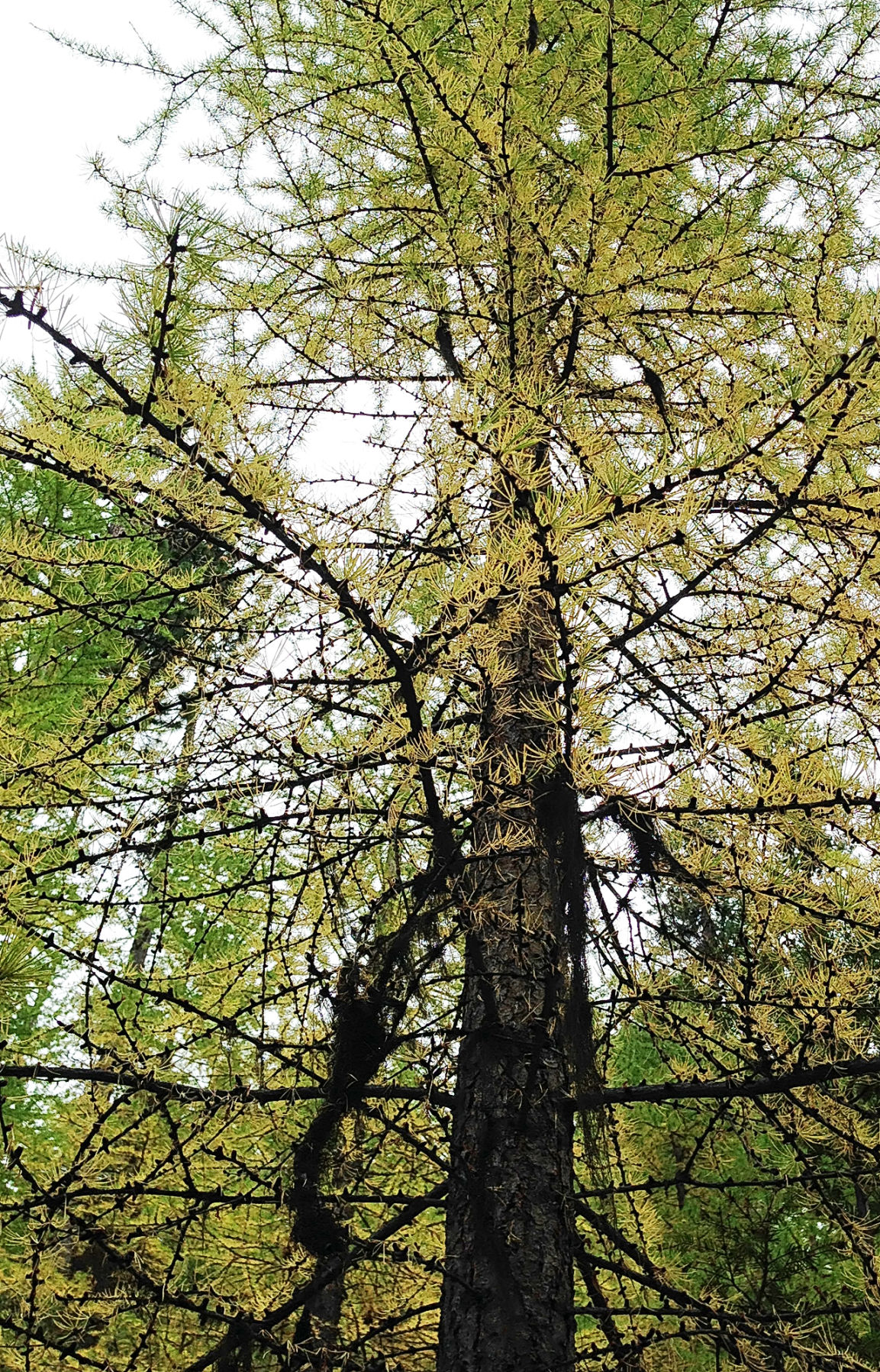 Fall larches in full color change | Upper County | dailyrecordnews.com