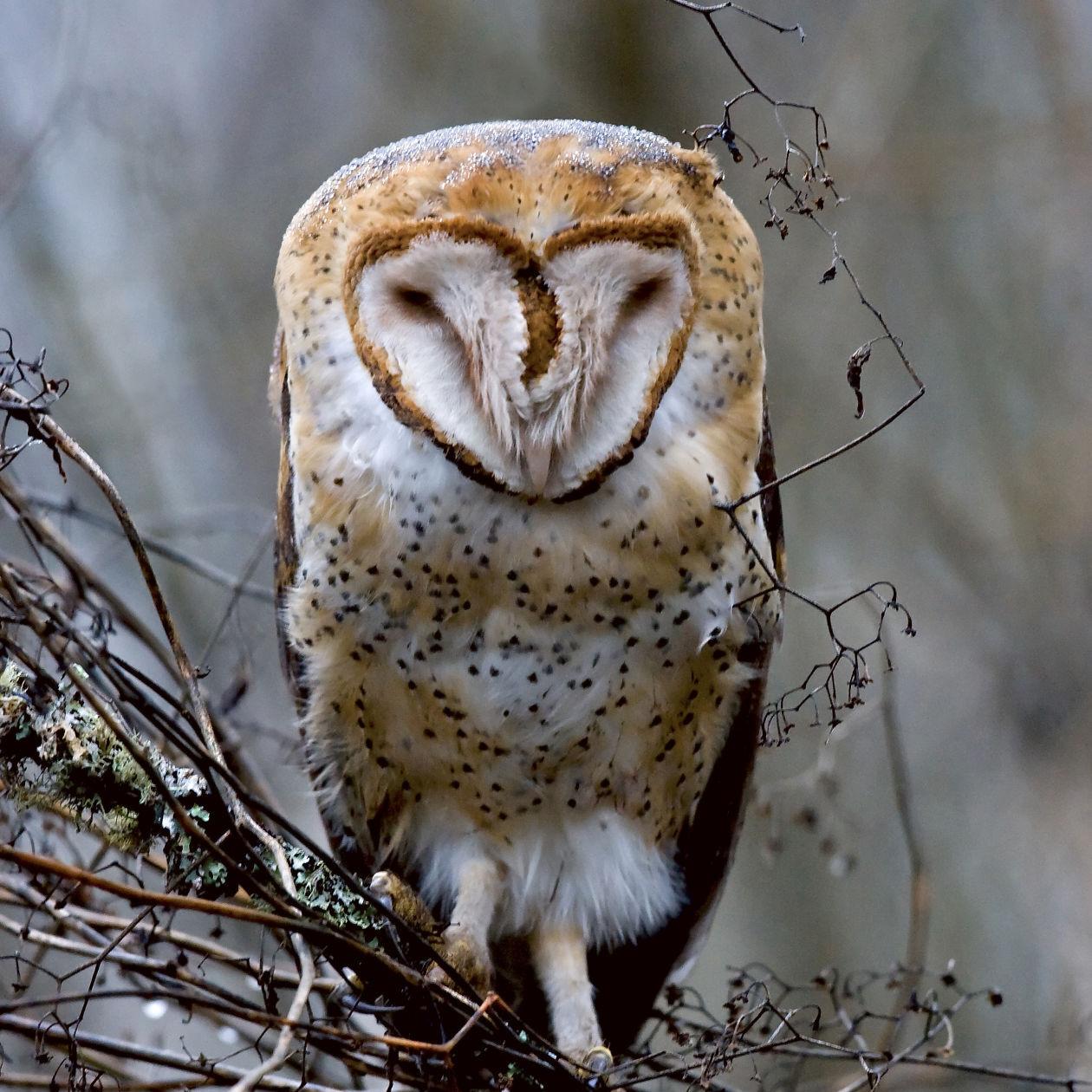 barn owl decline