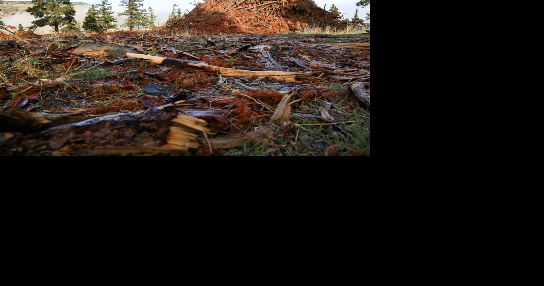 Local hikers share concerns about forest thinning project in Robinson ...