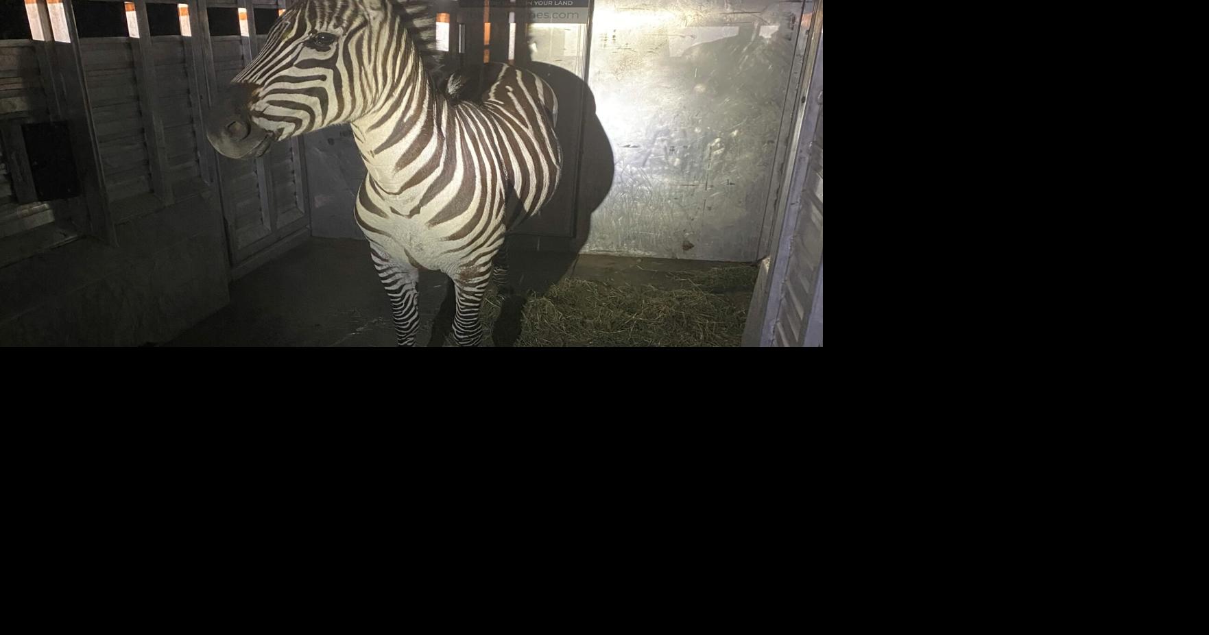 Escaped zebra captured near Seattle after gallivanting around Cascade ...