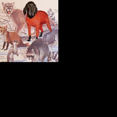 Thorp gallery seeking pet portrait submissions | News | dailyrecordnews.com