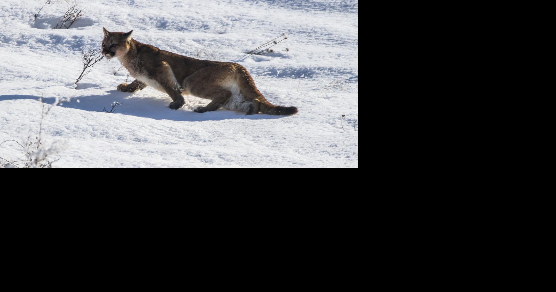 Adaptable predator: Cougars thrive across ecosystems | All Access ...