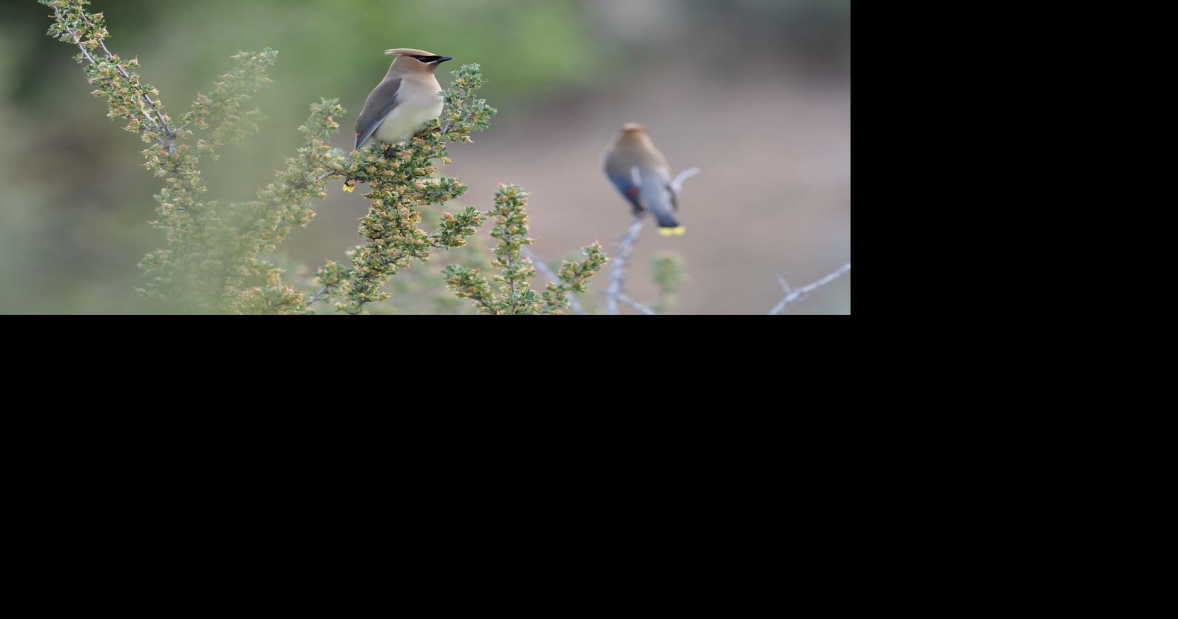 Kittitas Audubon Society Bird of the Month — Cedar Waxwings | Scrapbook ...