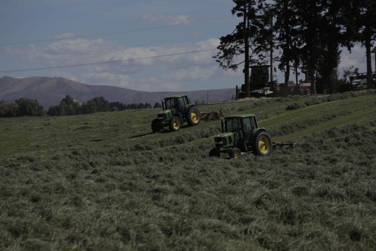 2021 timothy hay growing season mired by slew of complications | News ...