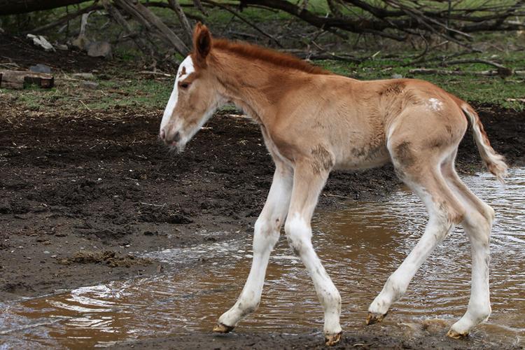 The first foals of spring still bring a smile to Summit Pro Rodeo co ...