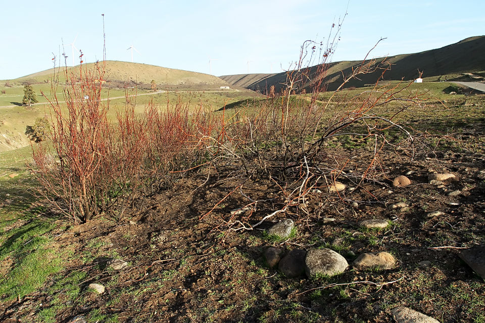 Group continues long-term wildfire recovery | Top Story ...