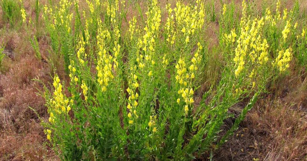 Forest Service to target invasive weeds this summer | News ...