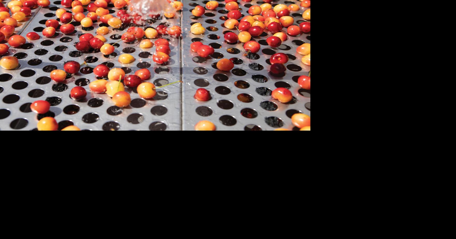 Sweet, naturally: Cherry season bearing fruit in Yakima Valley | Food ...