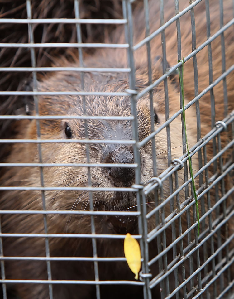 Nuisance beavers relocated to Kittitas County | Uppercounty ...