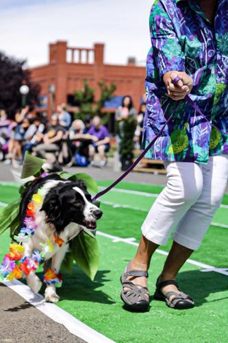 Dachshunds and Friends Parade seeks canine contestants | Community ...