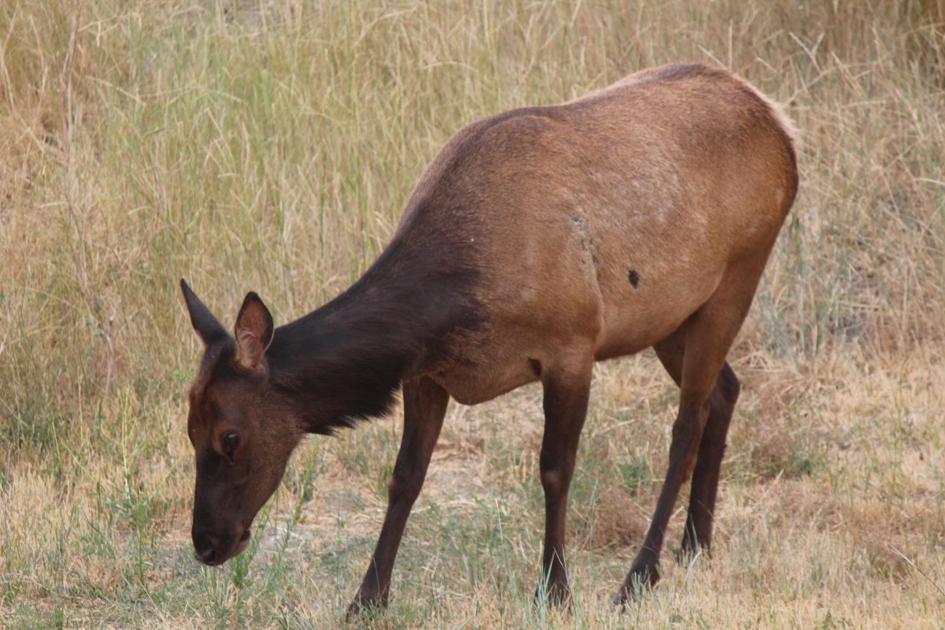 Meet Buttons, the friendly elk | Upper County | dailyrecordnews.com