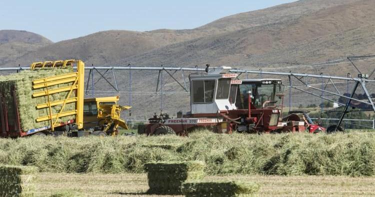 Uncertain factors: Local Timothy hay growers go into the first cutting ...