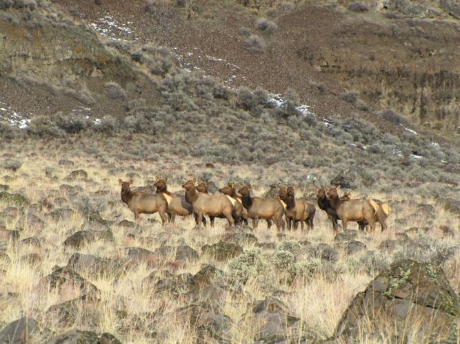 Colockum elk herd research to be shared with the public | Outdoors ...