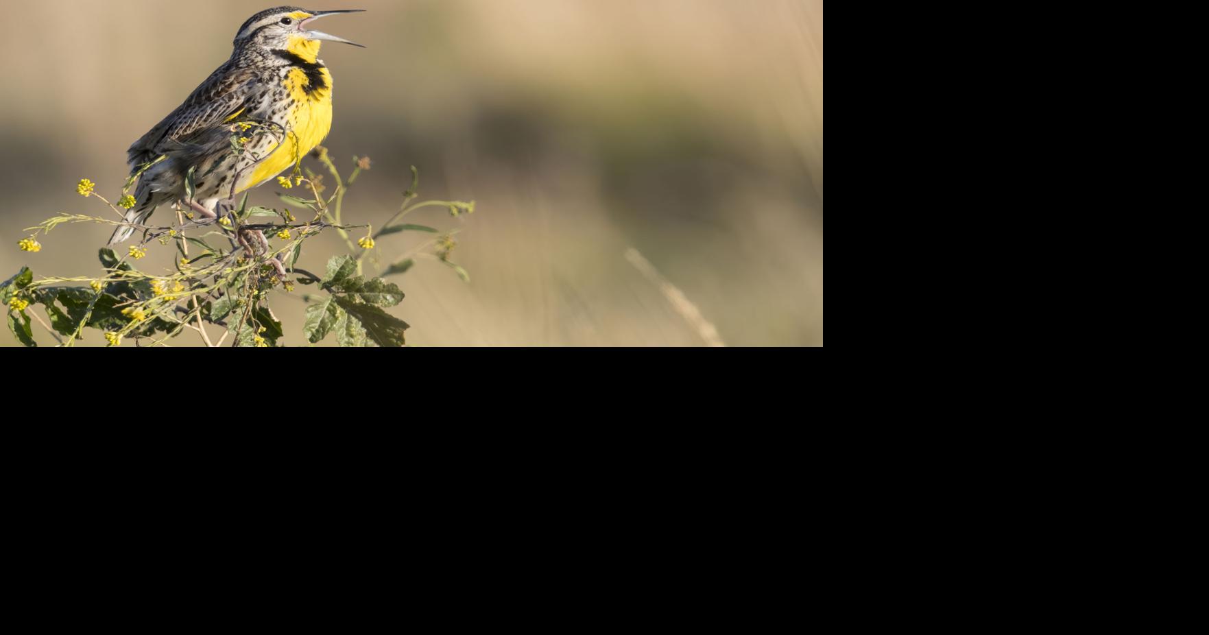 Bird of the month: Meadowlark is sound of Kittitas Valley summer | All ...