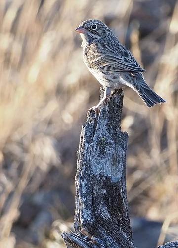 August Kittitas Audubon Society Bird of the Month | Scrapbook ...