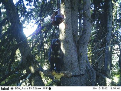 Several in Kittitas County spot a wolverine | News | dailyrecordnews.com