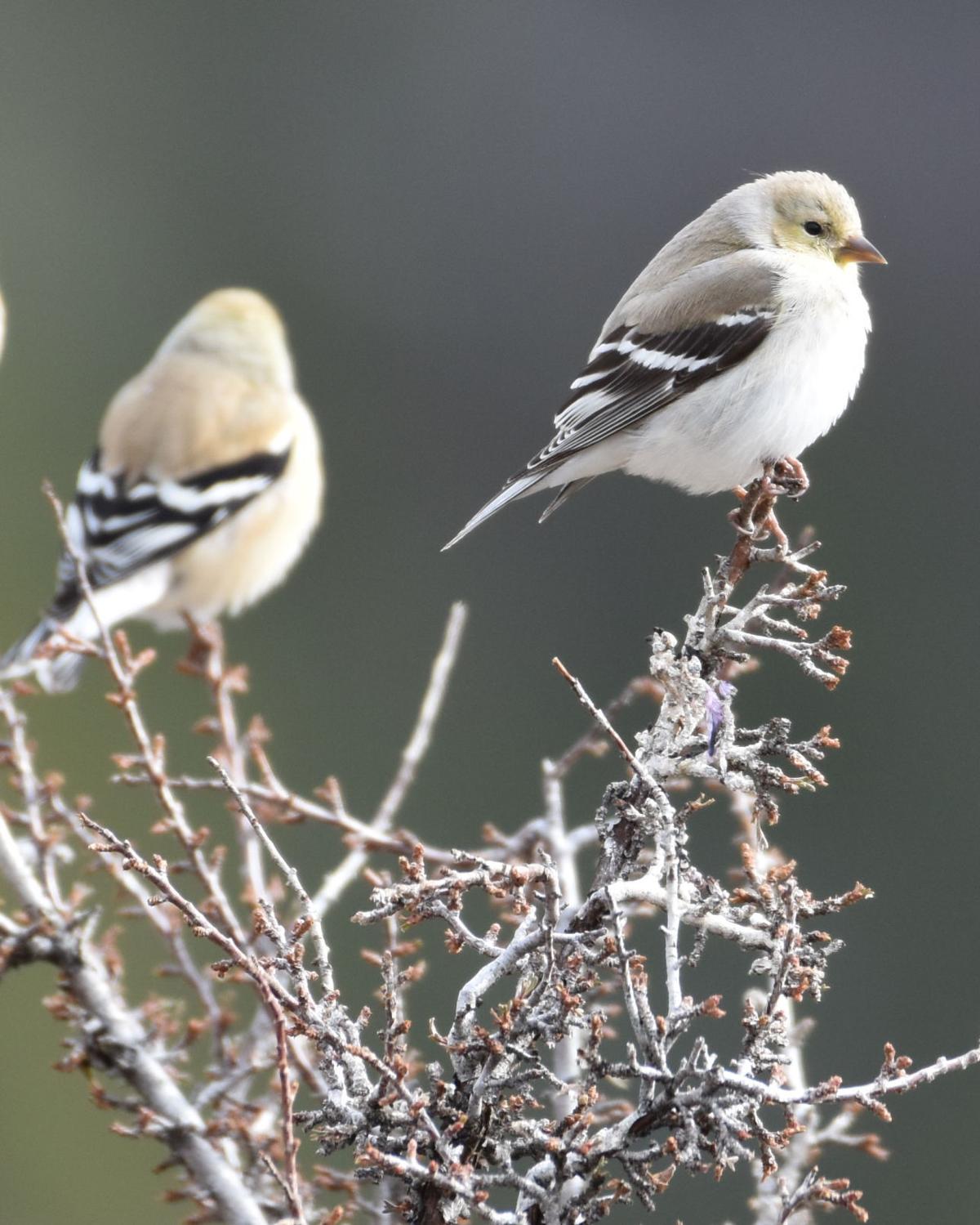Bird of the Month: American Goldfinch represents Washington well ...
