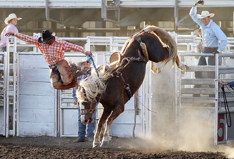 Bares and Broncs | Photo Gallery | dailyrecordnews.com