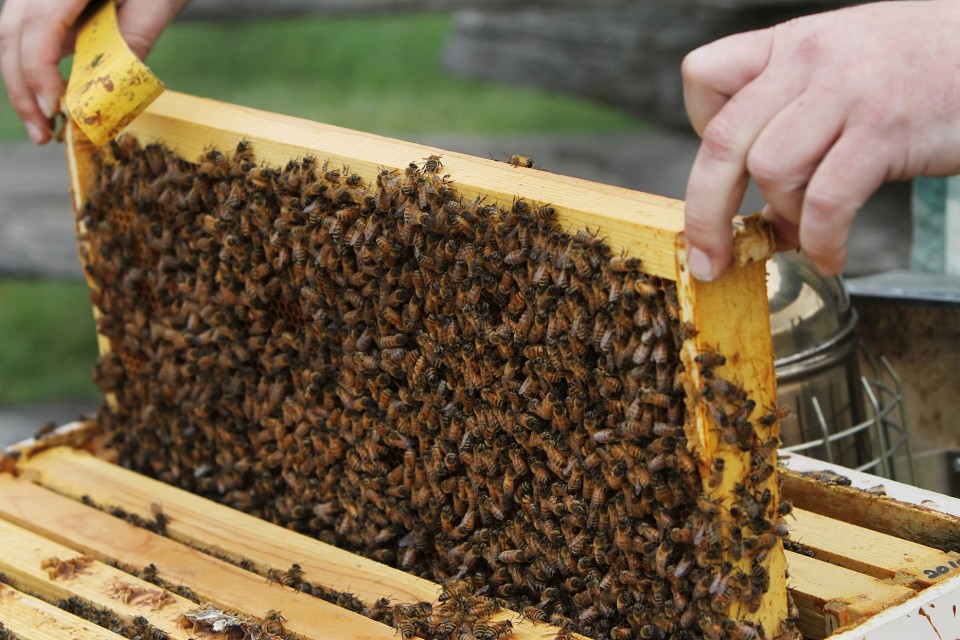 Local beekeeper | Photo Gallery | dailyrecordnews.com