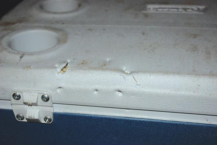 bear with bitten ear