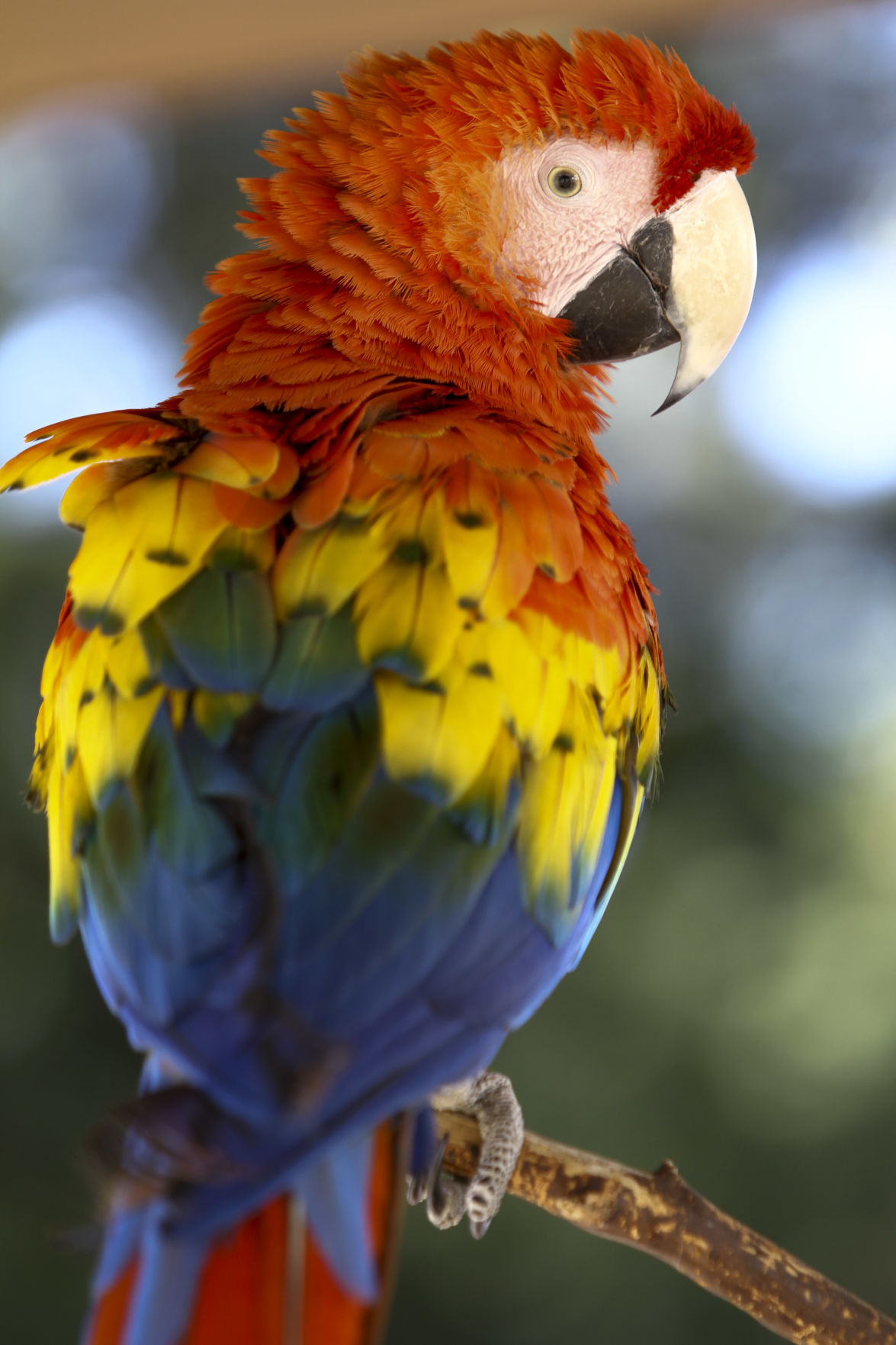 Interactive bird show leads to educational opportunities at the fair ...