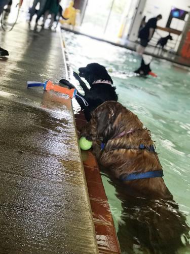 Doggie Paddle event returns to the Ellensburg Memorial Pool | News ...