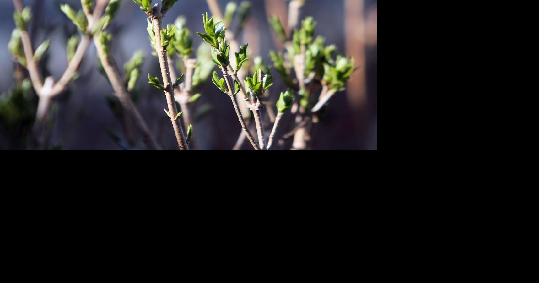 Tips for early bird gardening in the Kittitas Valley | Members ...