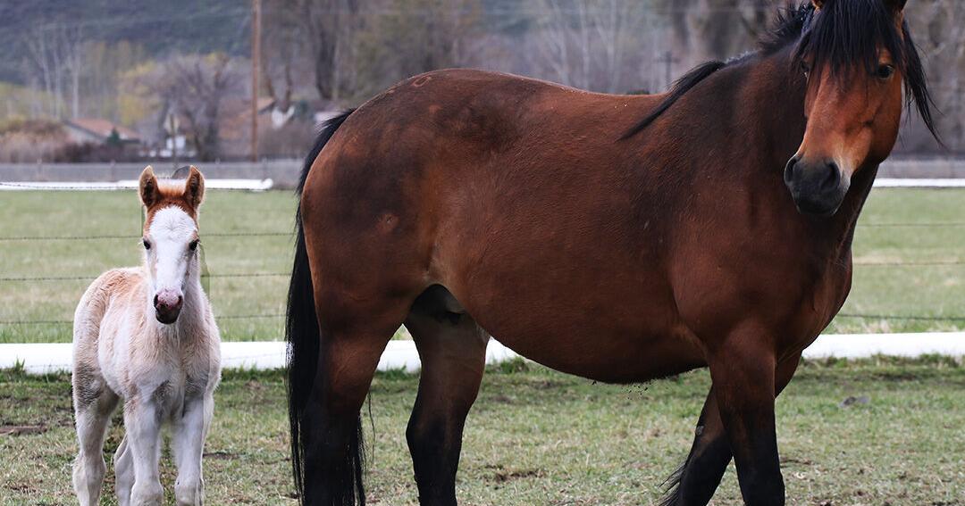 The first foals of spring still bring a smile to Summit Pro Rodeo co ...