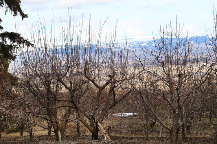 Decades of dedication — The roots run deep at Sundance Orchards and the ...
