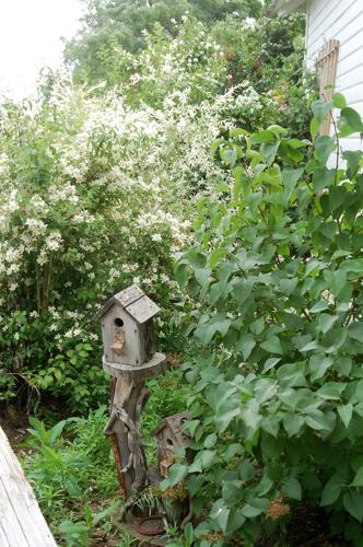 Doug and Michele Bucklin earn June Garden of the Month honors ...