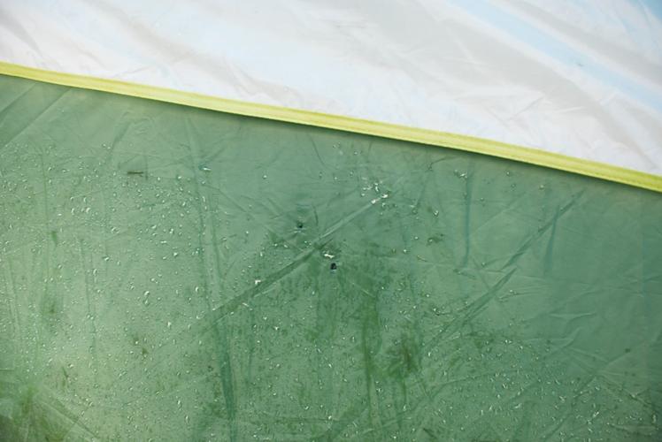 bear with bitten ear