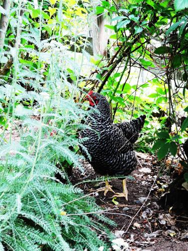 Doug and Michele Bucklin earn June Garden of the Month honors ...