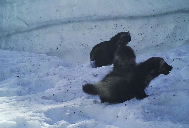 Two wolverine kits discovered south of I-90 | News | dailyrecordnews.com