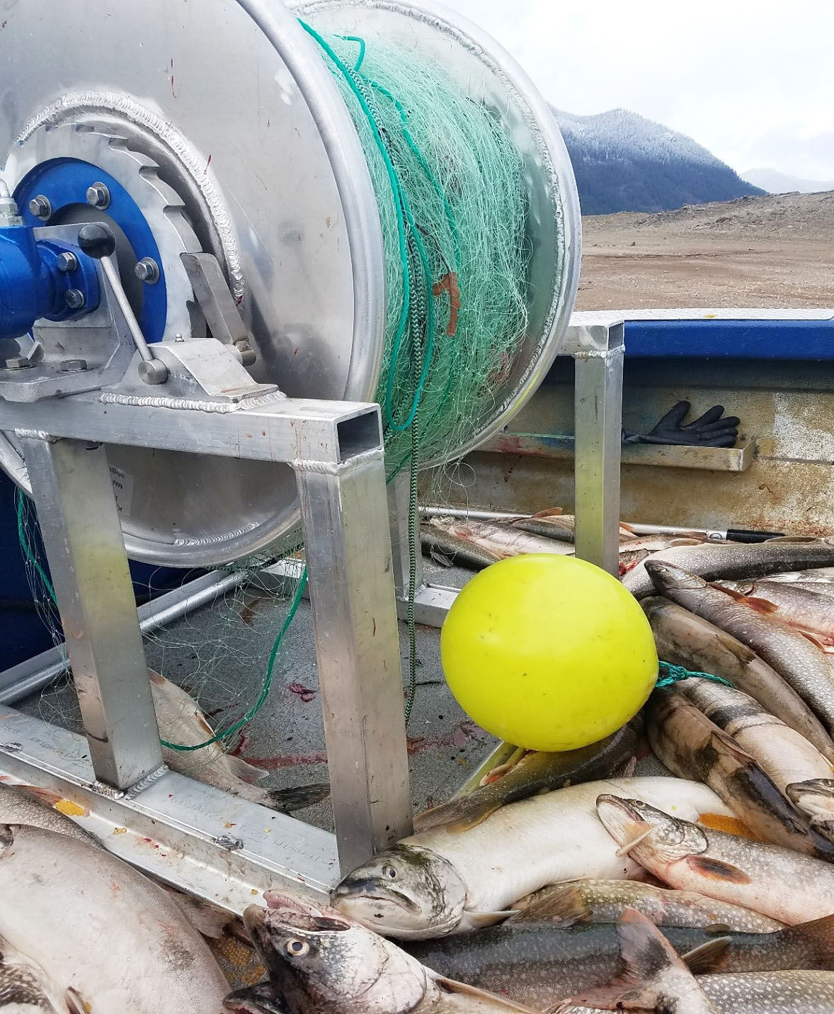 Yakama Nation works to return sockeye to Lake Cle Elum | News ...