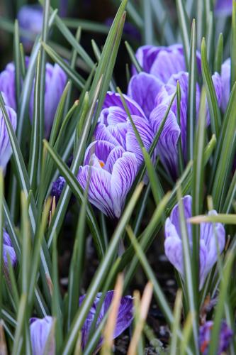 Tips for early bird gardening in the Kittitas Valley | Members ...