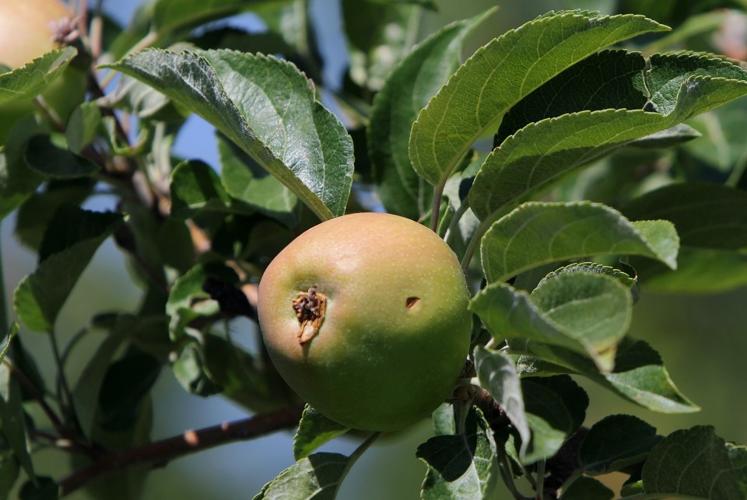 Tree fruit sustains significant damage in hail storm | Top Story ...