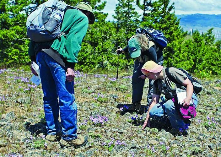 Don Knoke leads search for plant life in Kittitas County | Top Story ...