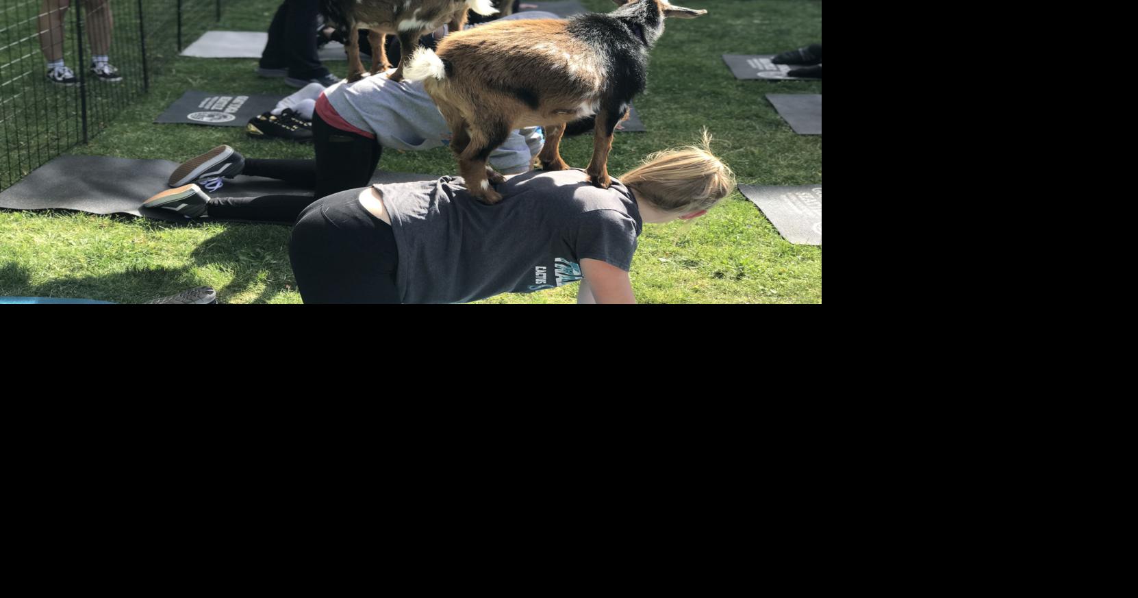 CWU students experience goat yoga on the SURC lawn | News ...