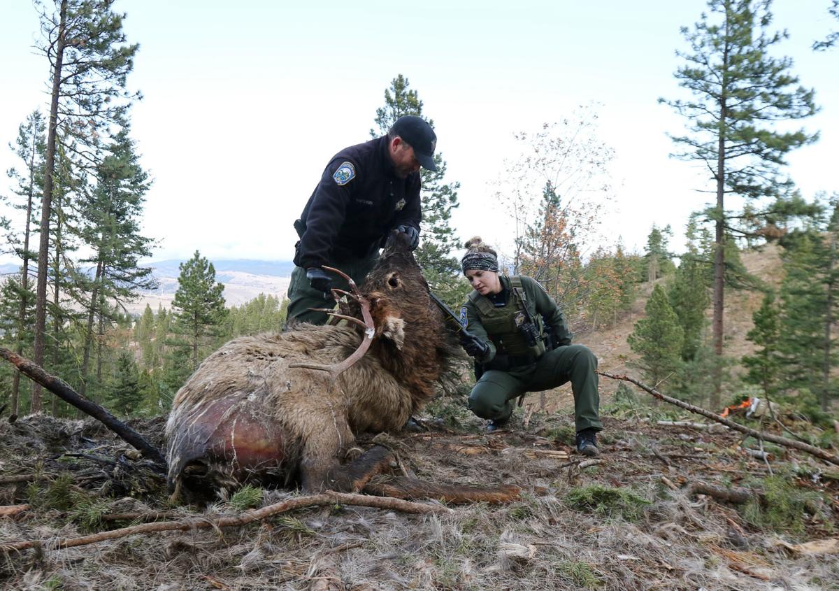 Multiple wanton waste investigations ongoing into illegally killed bull ...