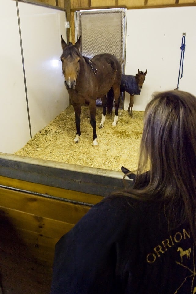 Orrion Farms raises champion Arabian horses | Top Story ...