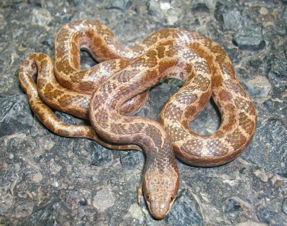 Audubon presentation features three snakes native to Eastern Washington ...