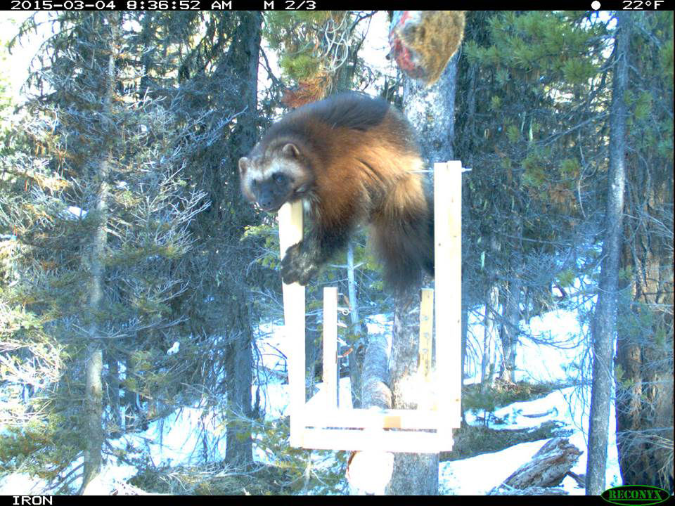 Wolverines recolonizing in the Washington Cascades | Members ...