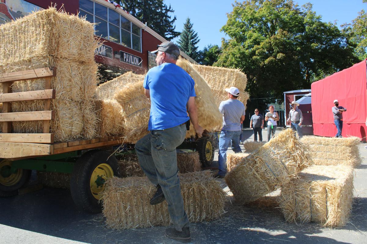 Hay flies at Kittitas County Fair bucking contest | News ...