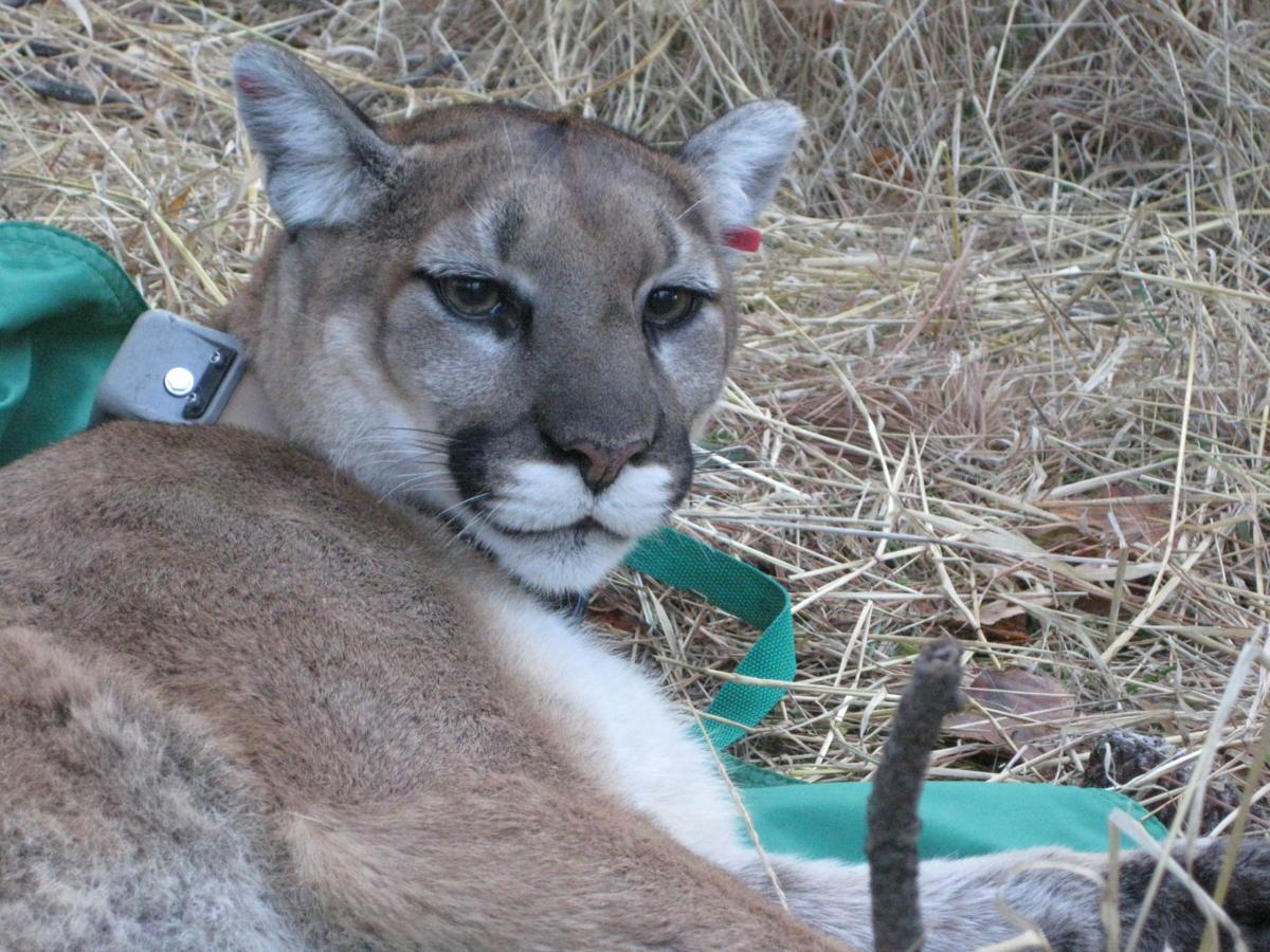 Cougar population is stable in county, state | Members ...