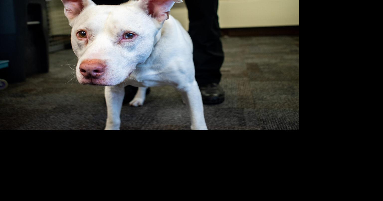 Washington’s fentanyl-sniffing dogs: The newest tool in the fight ...