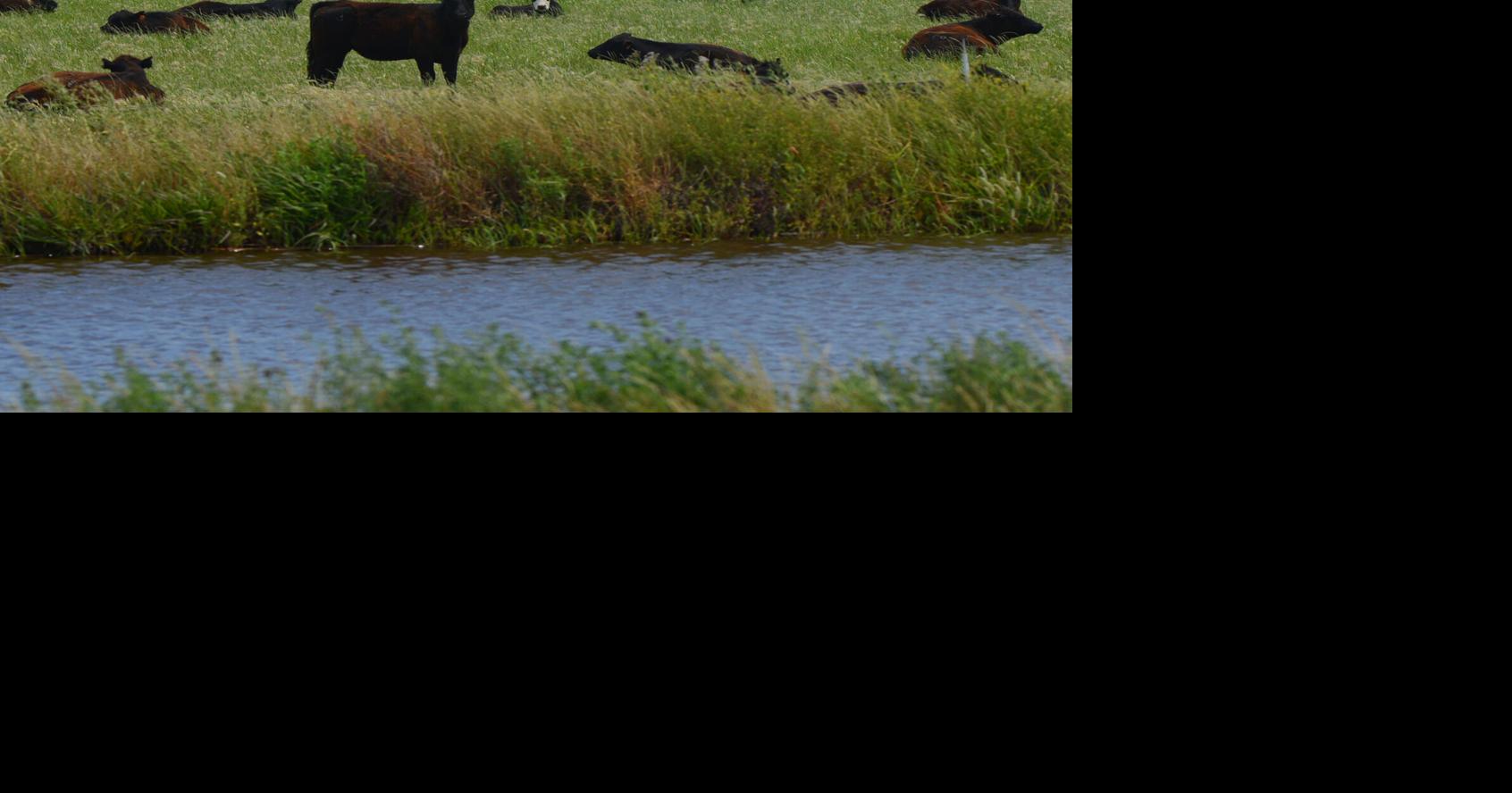 DWR to pay $750K for final phases of Cache Slough habitat plan ...