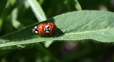 Bohart Museum will bring on the bugs at open house | Museums ...