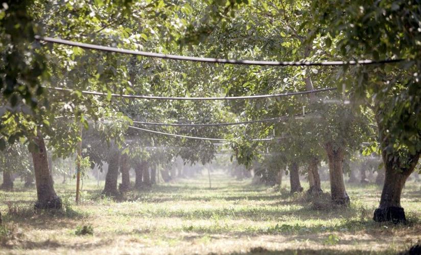 Solano Land Trust, state join Lester family to preserve Dixon Ridge ...