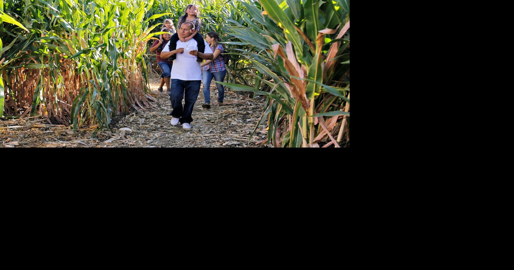 Photos: Larry’s Produce Pumpkin Patch and Corn Maze | News ...